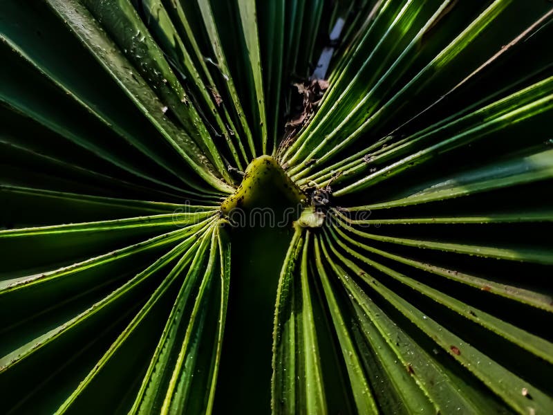 This is the Front Side of the Palm Trees Leaf and Morning Sunlight Fall ...