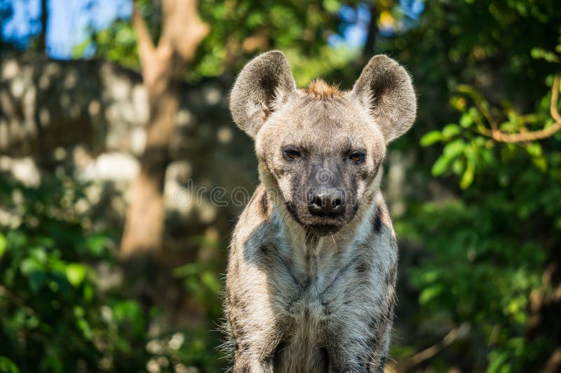 Hyena Side Profile stock photo. Image of crocuta, natural - 13644016