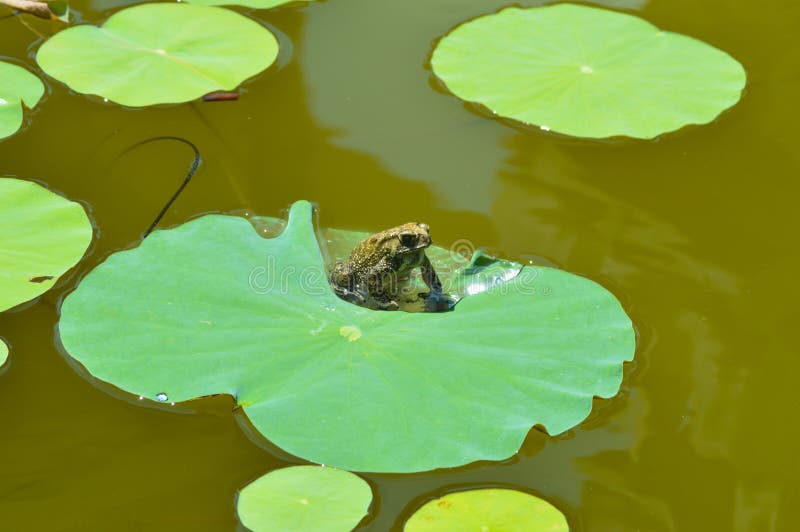 Front Side View of a Cute Frog on a Lotus Leaf in a Garden Pond Stock ...