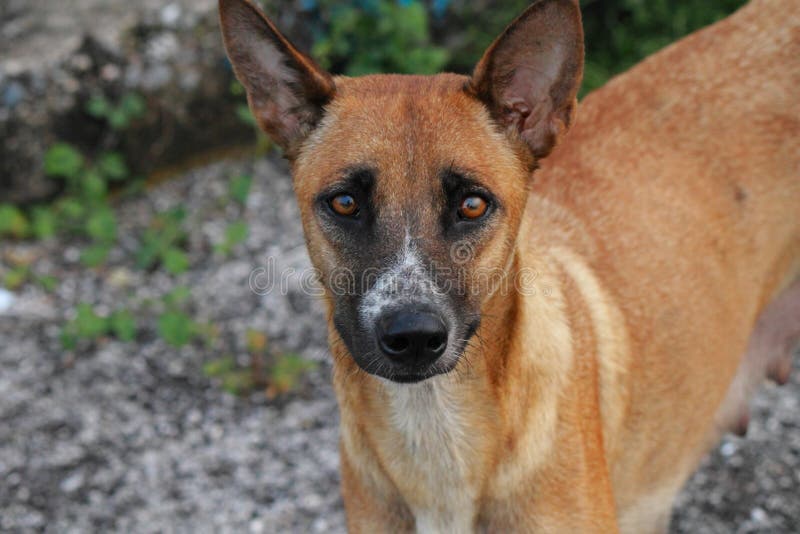 Front side view dog stock image. Image of mammal, face - 60032717