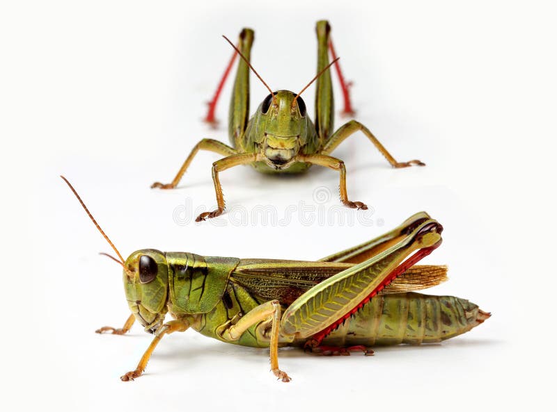 Front and Side View of Grasshopper Stock Image - Image of jumper ...