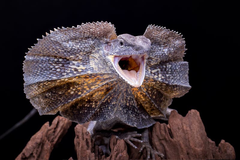 Front Side View from a Lizard Soa Umbrella Stock Photo - Image of wing ...