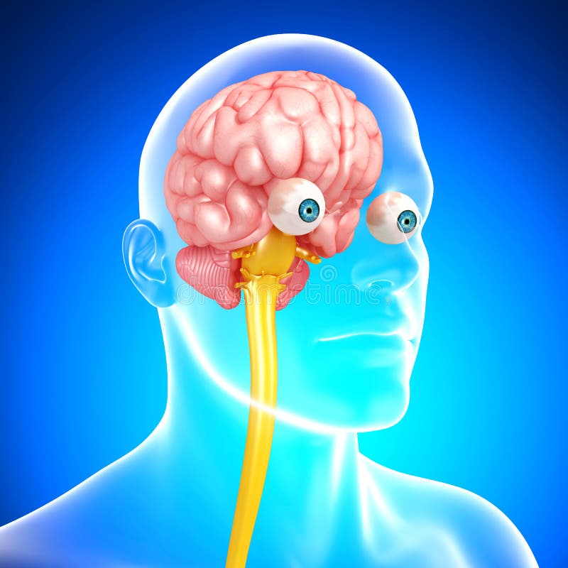 Front Side View of Male Skeleton with Brain Stock Illustration ...