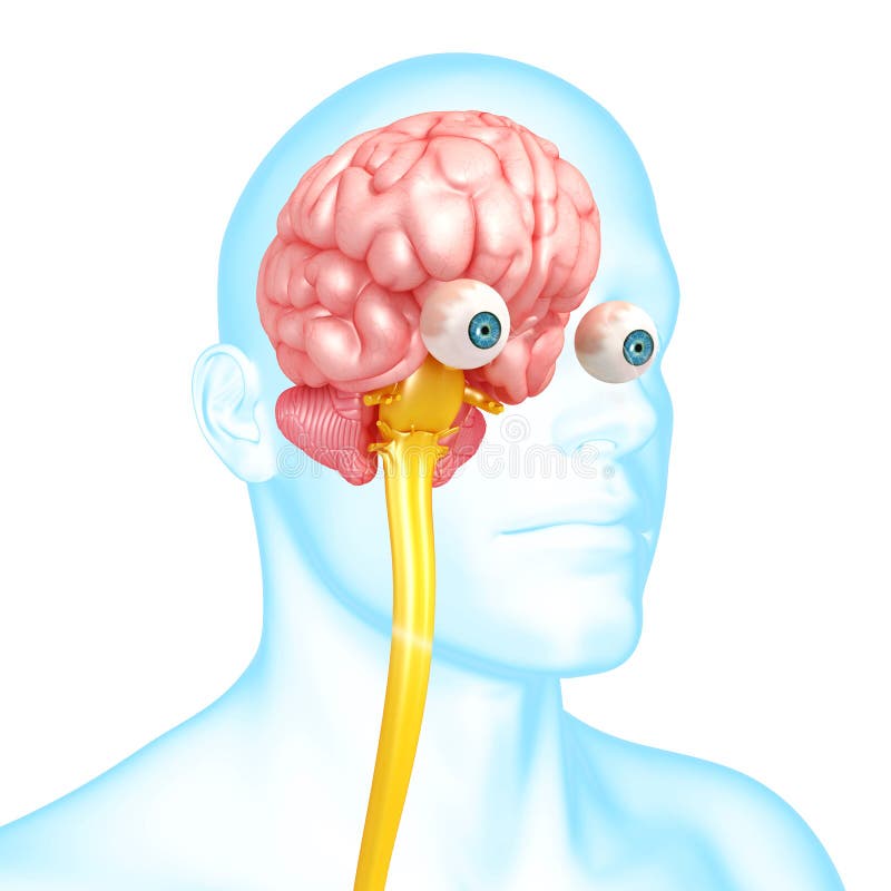 Male Brain Anatomy with Nervous System Stock Illustration ...
