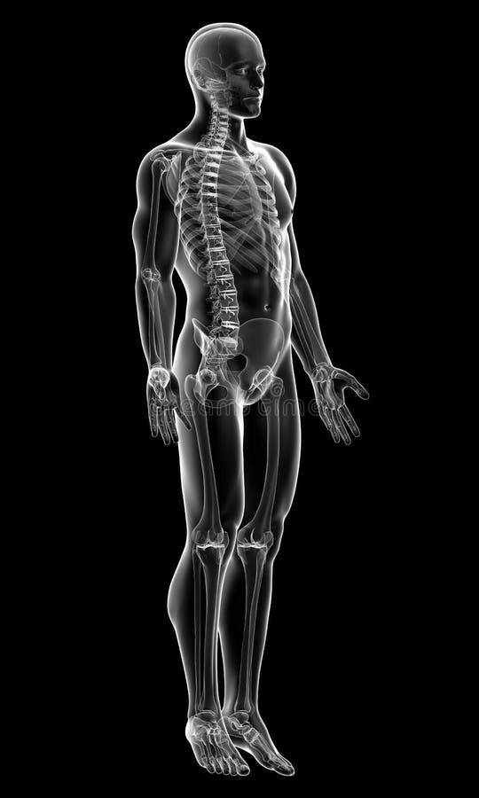 Xray - Full Figure Male stock illustration. Illustration of skeletal ...