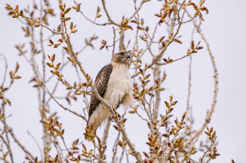 Front Side View of a Red-tailed Hawk Perched on a Budding Spring Tree ...
