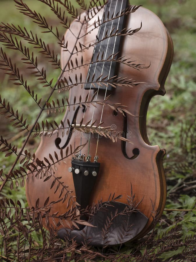 Front Side of Violin,show Detail of Acoustic Instrument Stock Photo ...