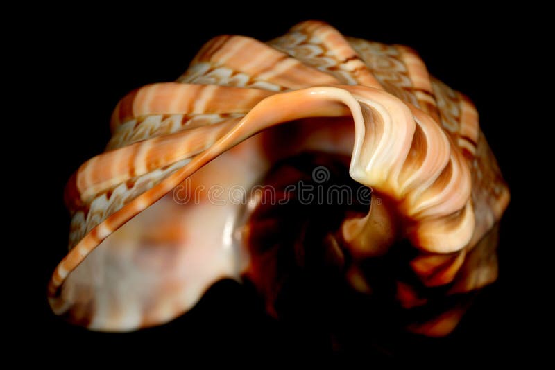 Front Spiral of a Colourfull Snail Shell Stock Photo - Image of orange ...