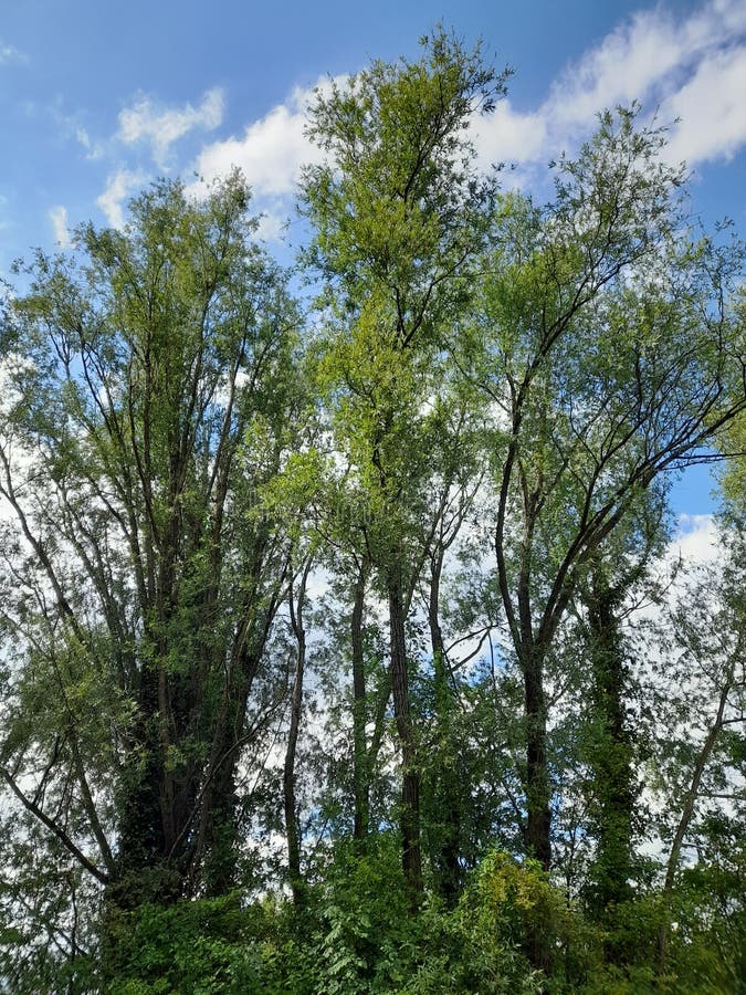 In Front of Tall Trees in Broad Dayling Stock Image - Image of green ...