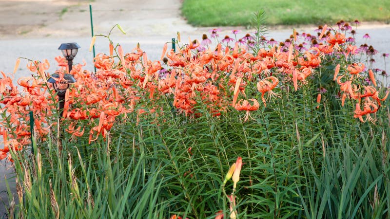 Front Tiger Lily Garden in Now in Full Bloom Stock Image - Image of ...