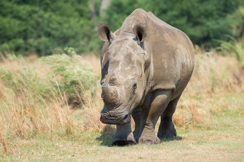 Rhinoceros Front View Stock Images - Download 414 Royalty Free Photos