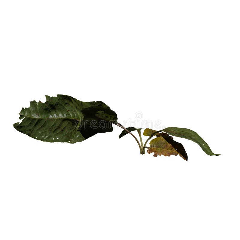 Front View of Plant (Weed Plant 7) Tree Stock Image - Image of crumpled ...