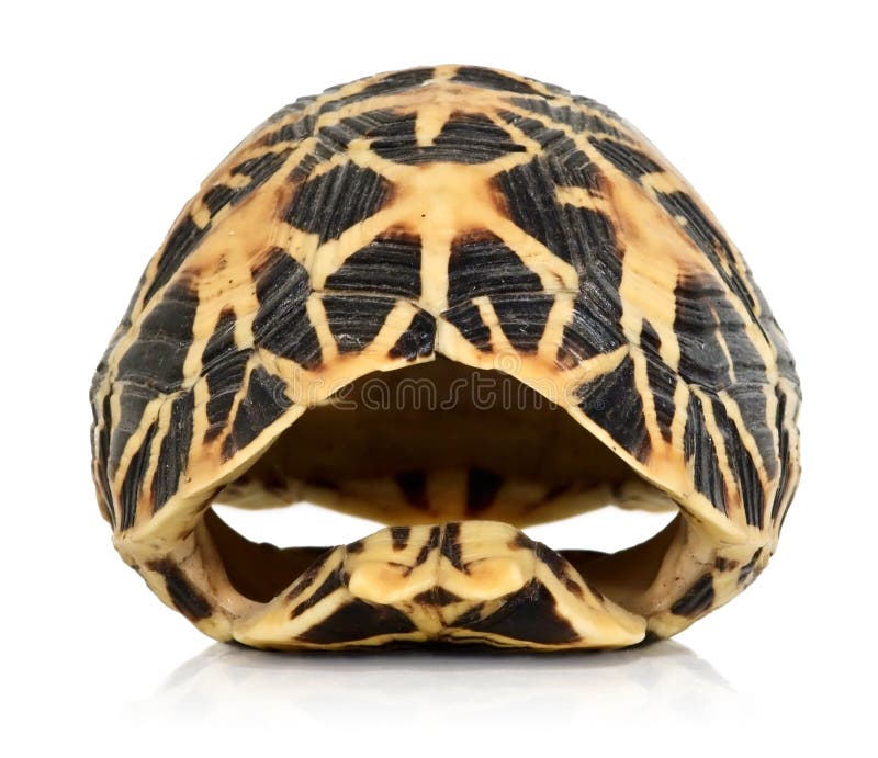 Front of a Turtles Shell Isolated Stock Image - Image of tortoise ...