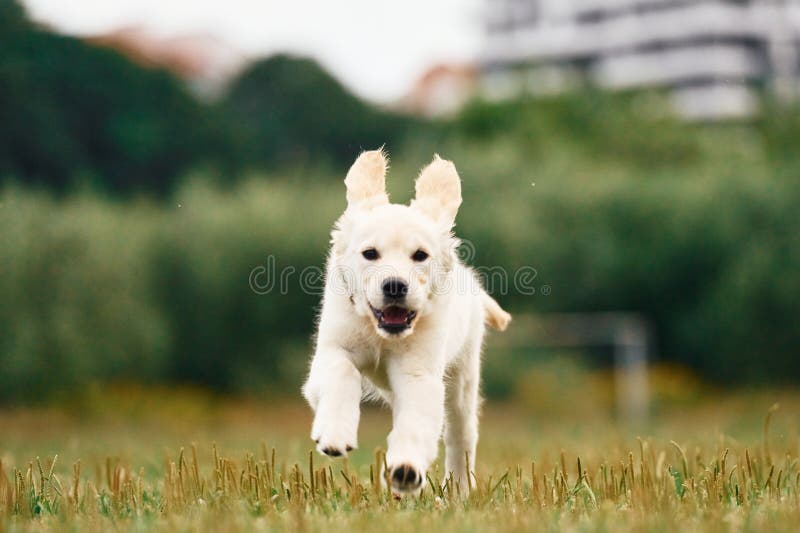 Front View. Active Puppy of Golden Retriever is Running on the Green ...