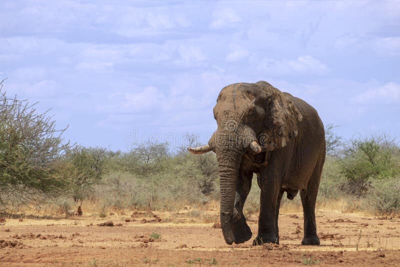 Front View of African Elephant in the Grasslands of Etosha National ...