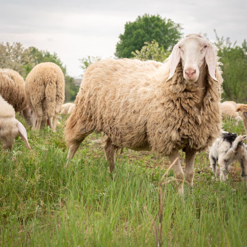 Front Facing Lamb Stock Photos - Free & Royalty-Free Stock Photos from ...