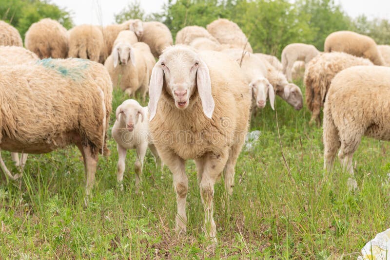 Front View of an All White Sheep Facing the Camera while Grazing Stock ...