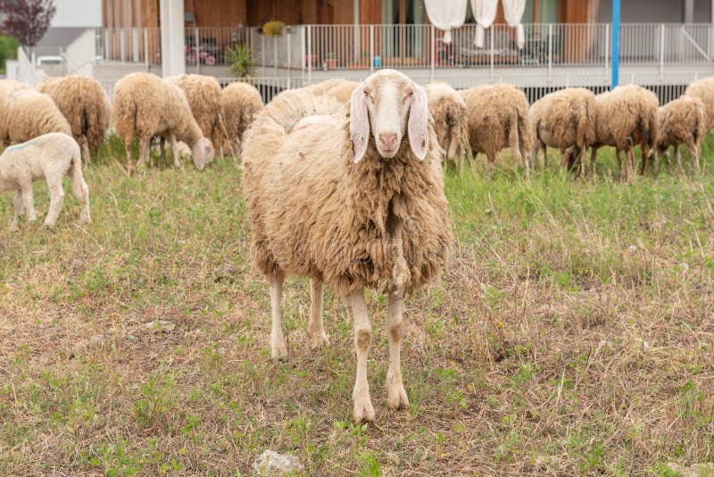 Front View of an All White Sheep Facing the Camera while Grazing Stock ...