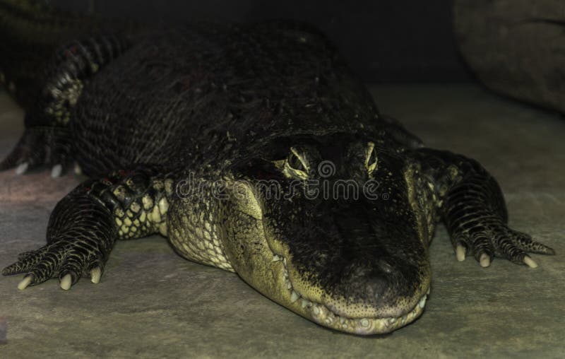 Front View of Alligator As it Moves Along the Ground Stock Photo ...