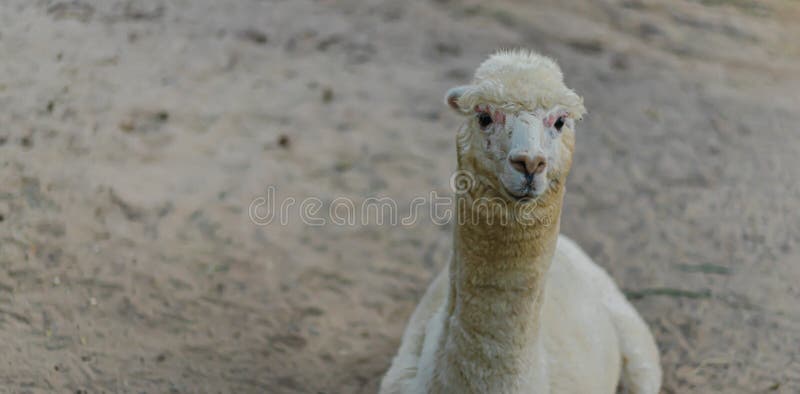 Alpaca sitting stock photo. Image of field, fleece, brown - 28364746