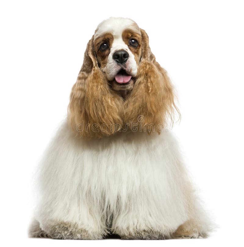 23,474 Cocker Spaniel Stock Photos - Free & Royalty-Free Stock Photos ...