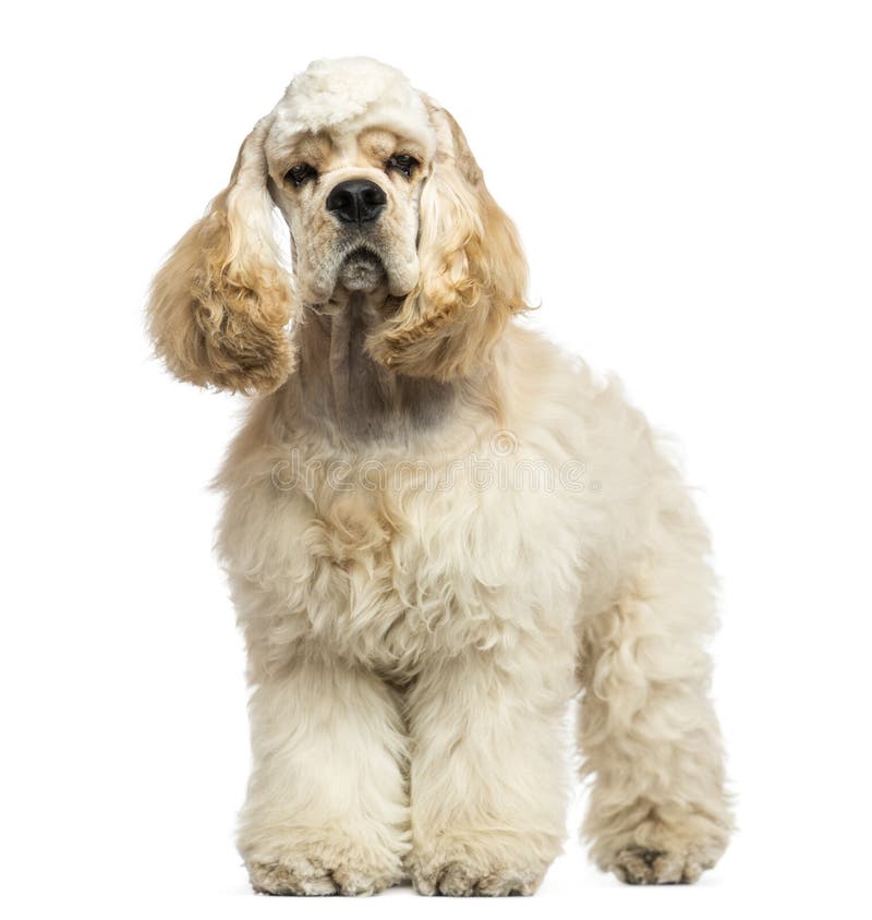 Front View of an American Cocker Spaniel Standing, Isolated Stock Photo ...