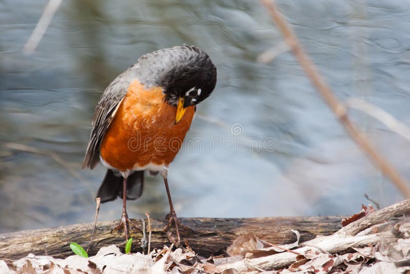 Front View of American Robin, Turdus Migratorius Stock Image - Image of ...