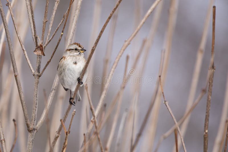 Front View of American Tree Sparrow Closeup Stock Photo - Image of cute ...