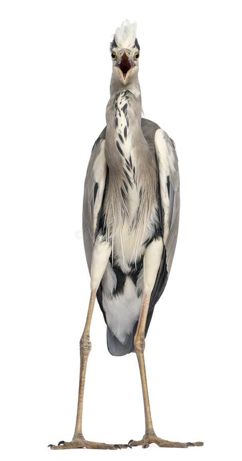 5,515 Angry Front View Stock Photos - Free & Royalty-Free Stock Photos ...