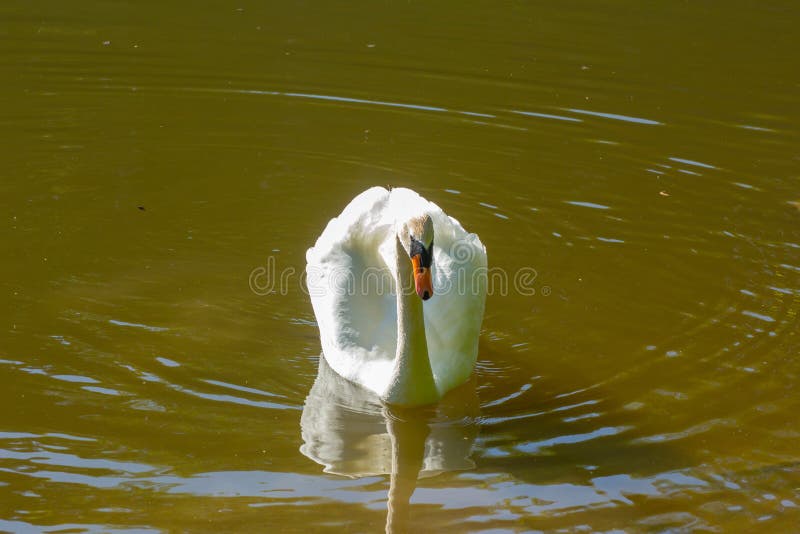 Front View of a Angry Swan Swimming Directly Toward the Camera in ...