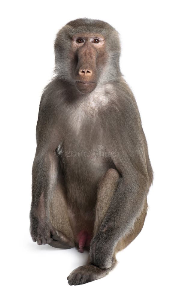 Front View of Baboon Sitting Stock Photo - Image of simia, waiting ...
