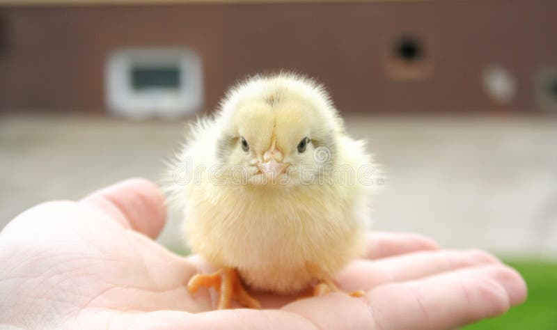 367 Chicken Beak Front View Stock Photos - Free & Royalty-Free Stock ...