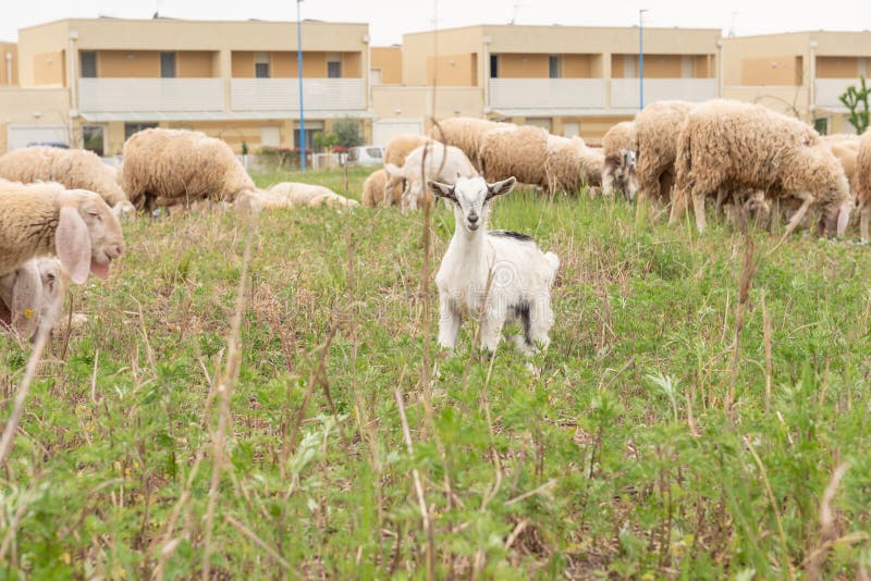 Front View of a Baby Goat Facing the Camera while Grazing Stock Image ...