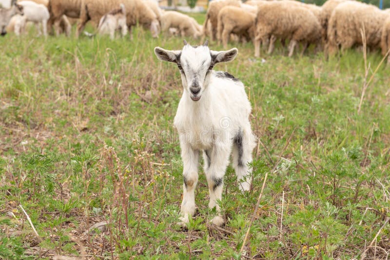 Front View of a Baby Goat Facing the Camera while Grazing Stock Image ...