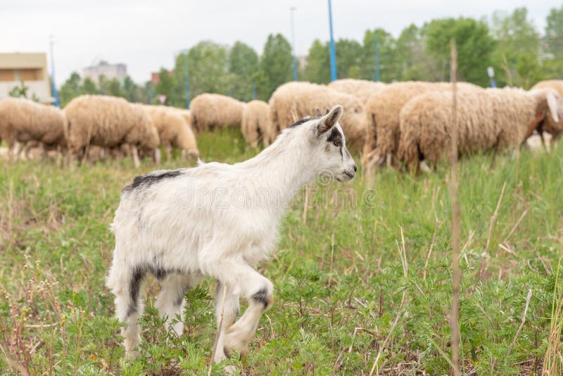 Front View of a Baby Goat Facing the Camera while Grazing Stock Image ...