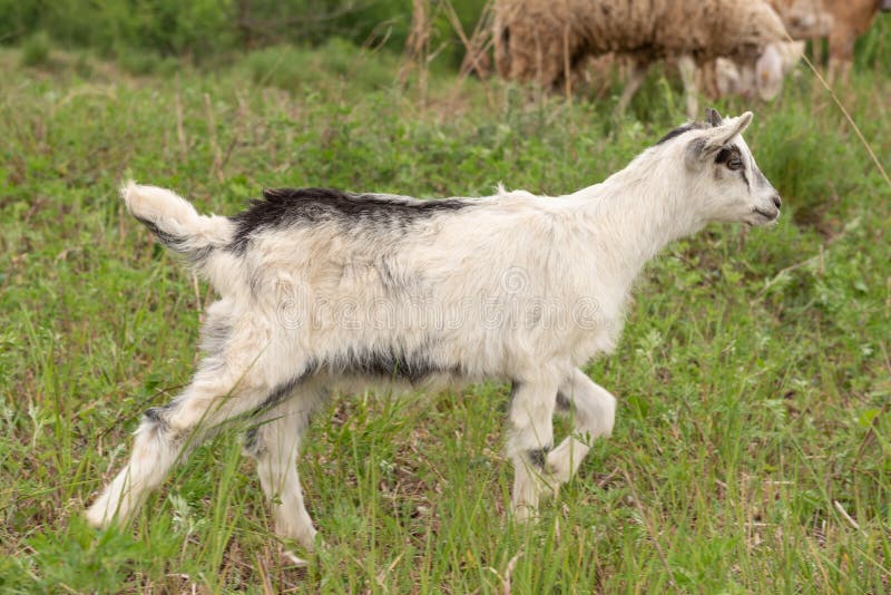 A goat facing left in zoo stock image. Image of animal - 63516001