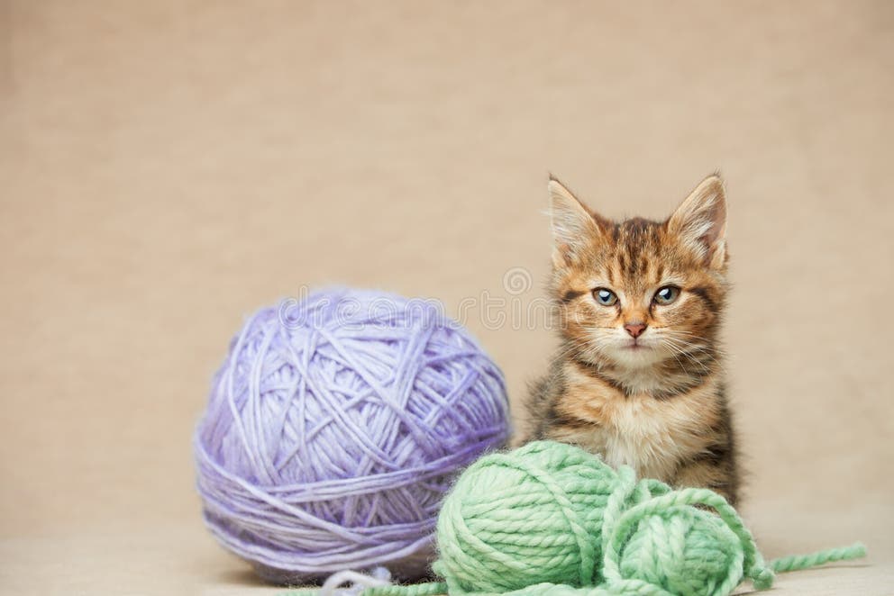 Front View of Balls of Wool Yarn and Tabby Kitten Looking at Camera ...