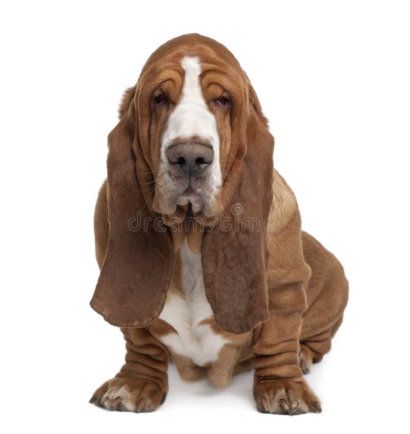Basset Hound (1 Year Old)- Hush Puppy Stock Image - Image of hound ...