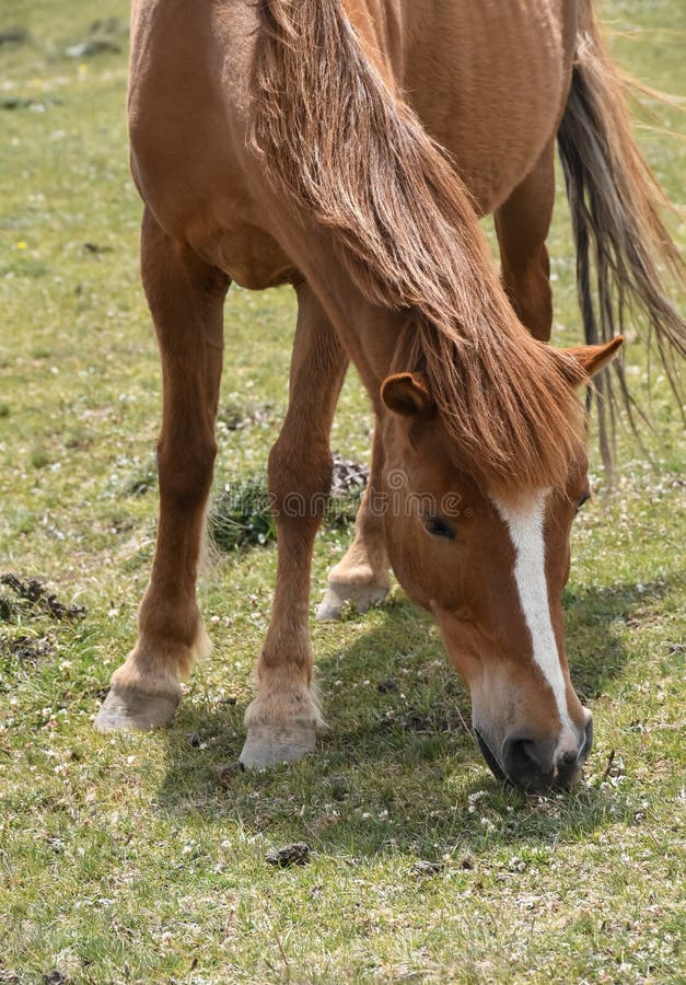 Front View of a Beautiful Brown Horse Grazing Grass in the Mountain ... Front View of a Beautiful Brown Horse Grazing Grass in the Mountain ...