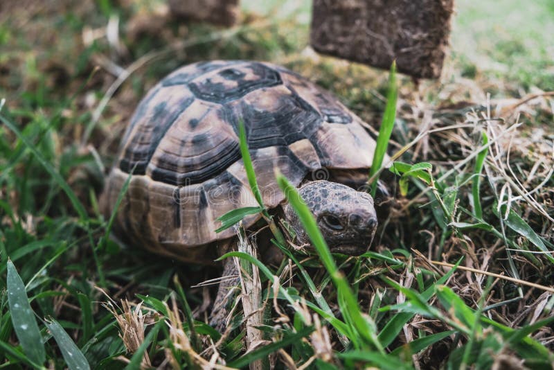 Front View of Beautiful Turtle with Textured Shell Coming in Grass ...