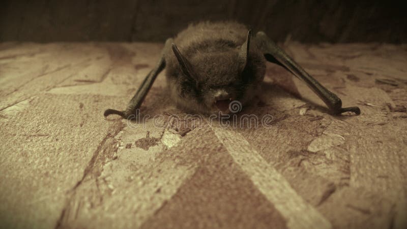 Front View of a Big Brown Bat Stock Image - Image of eptesicus, fuscus ...