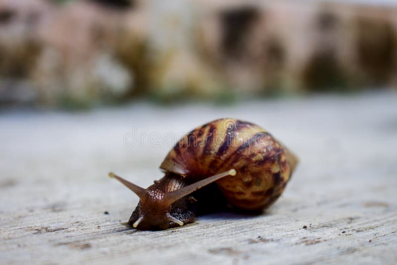 Snail front view stock image. Image of pest, mollusca - 57107719