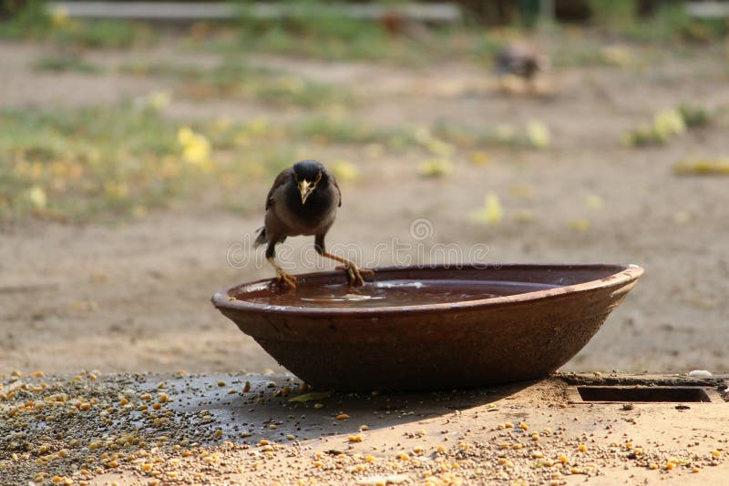 Front View of Bird Sitting Over the Bowl of Water Stock Image - Image ...