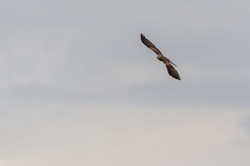 Front View Black Kite Milvus Migrans in Flight Stock Image - Image of ...