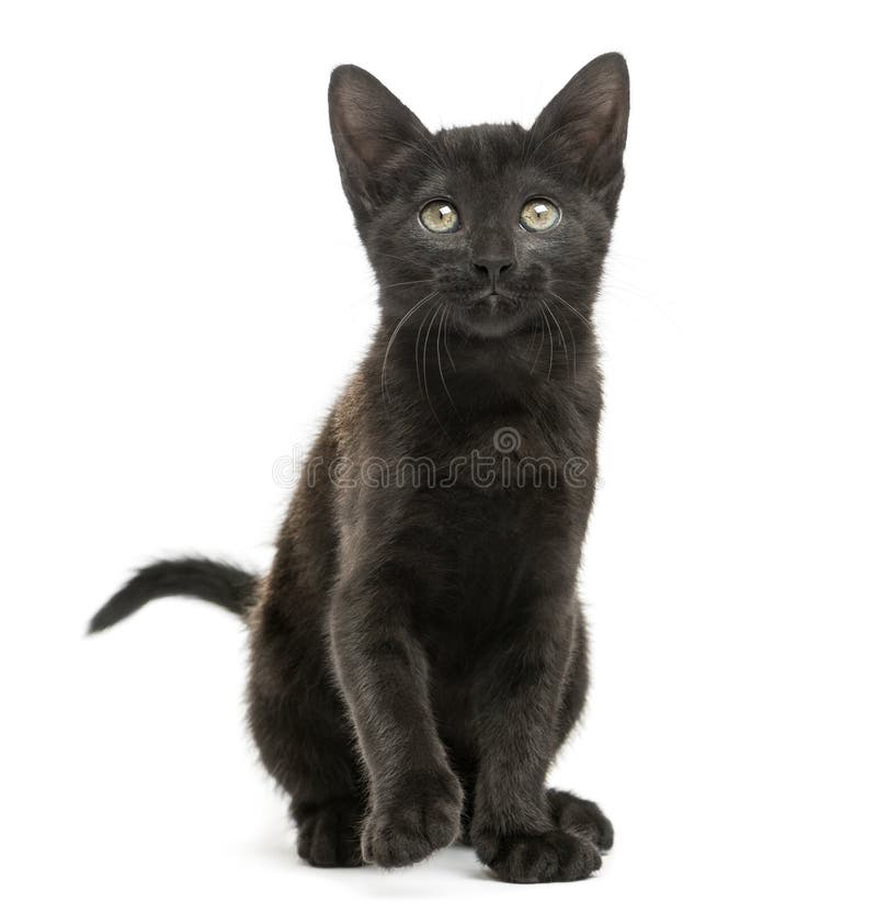 Front View of a Black Kitten Sitting, Looking Up, 2 Months Old Stock ...