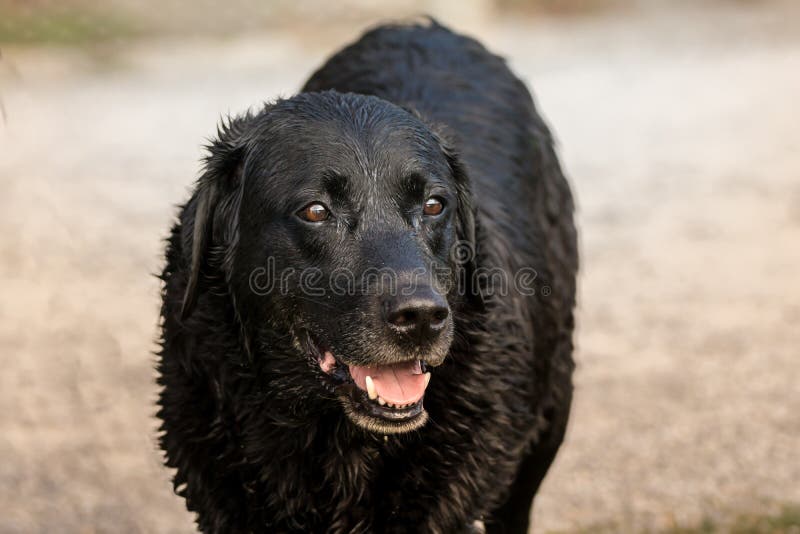 Front View of Black Labrador Retriever Stock Photo - Image of healthy ...