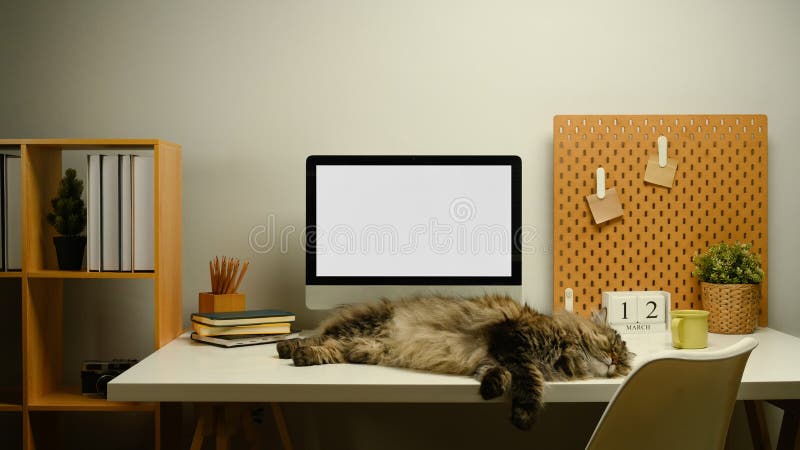 Front View of Blank Computer Monitor with Cute Cat Sleeping on a White ...