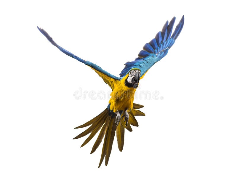 Front View of a Blue-and-yellow Macaw, Ara Ararauna, Flying Stock Image ...