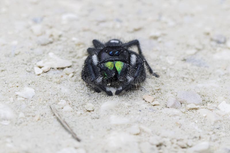 Bold Jumping Spider (Phidippus Audax) Pre-penultimate Instar on a Tree ...