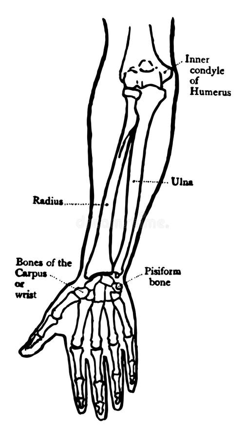 Front View of the Bones of the Forearm, Vintage Illustration Stock ...